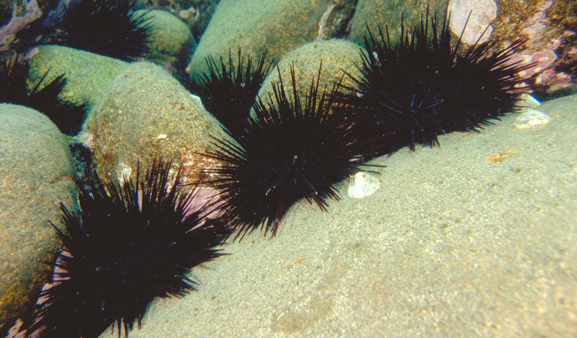 Marine pests