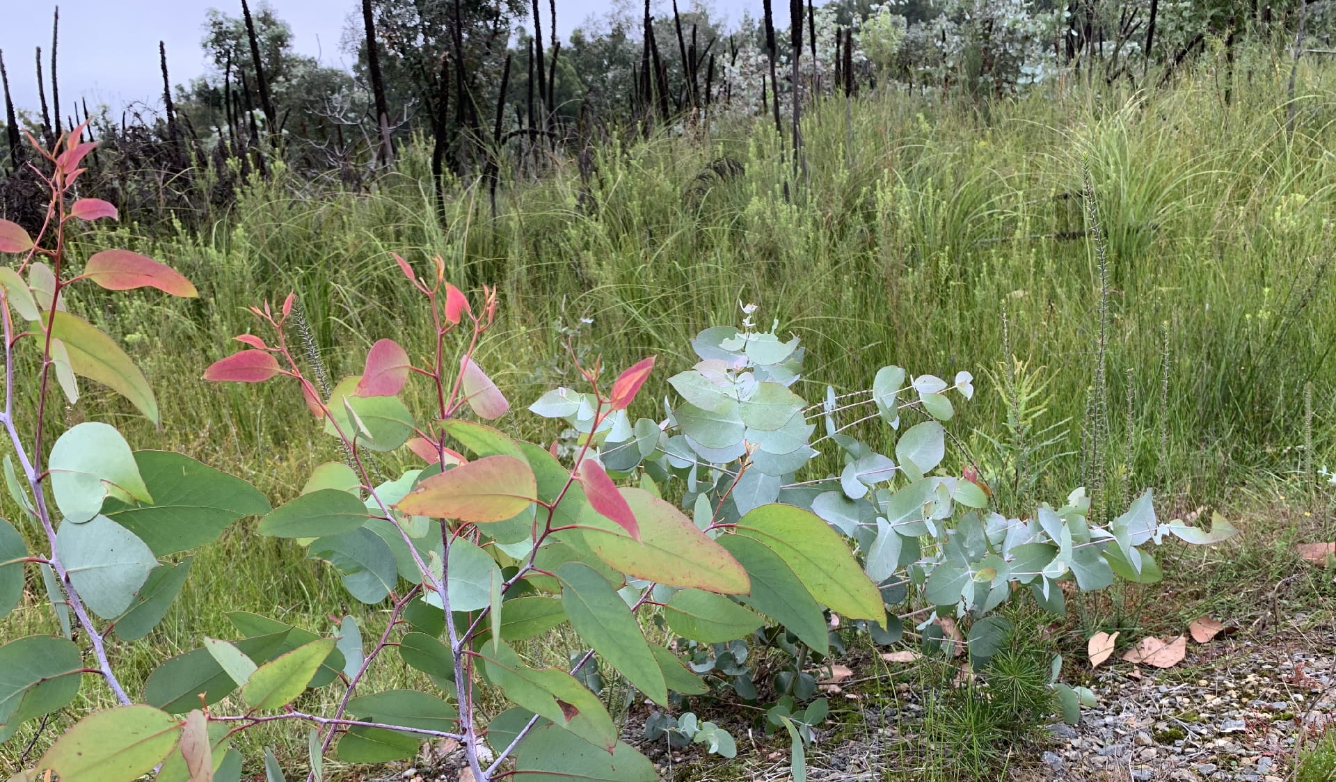 Bushfire recovery continues in East Gippsland