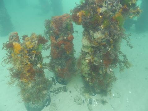 Rye Pier Reconstruction