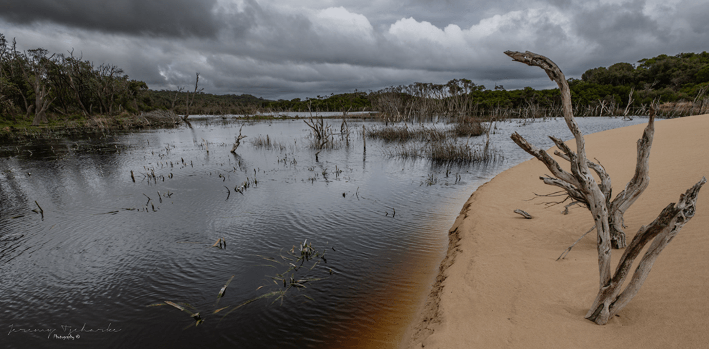 A croak above the rest: How you can help the elusive Growling Grass ...