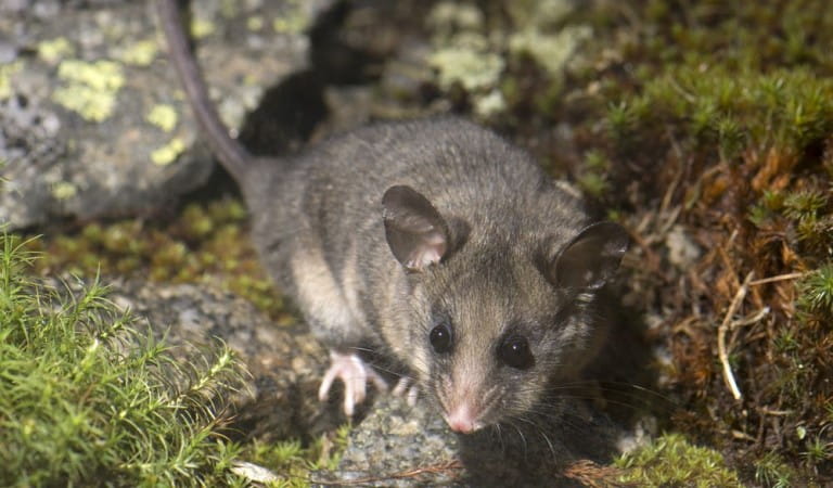 Back from the dead and back again? A Mountain Pygmy Possums tail