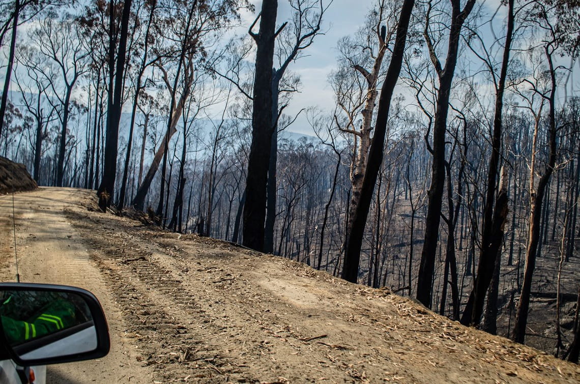 From embers to recovery - Bunyip State Park is bouncing back