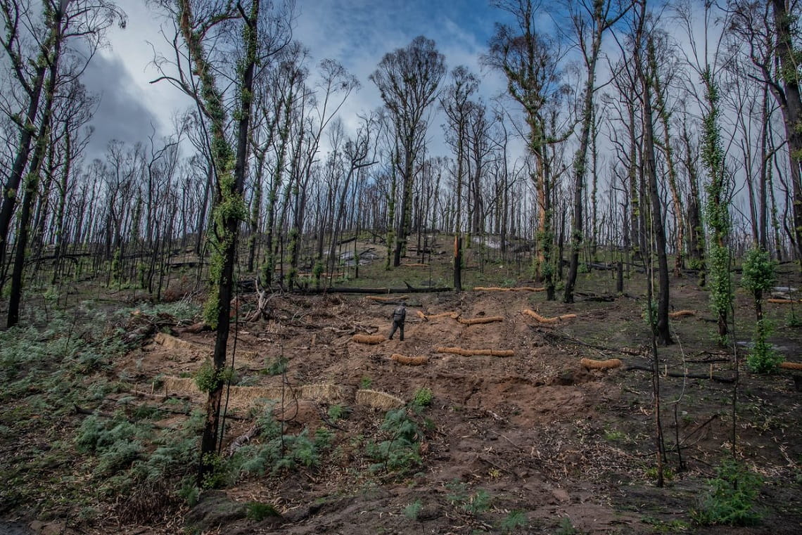 From embers to recovery - Bunyip State Park is bouncing back