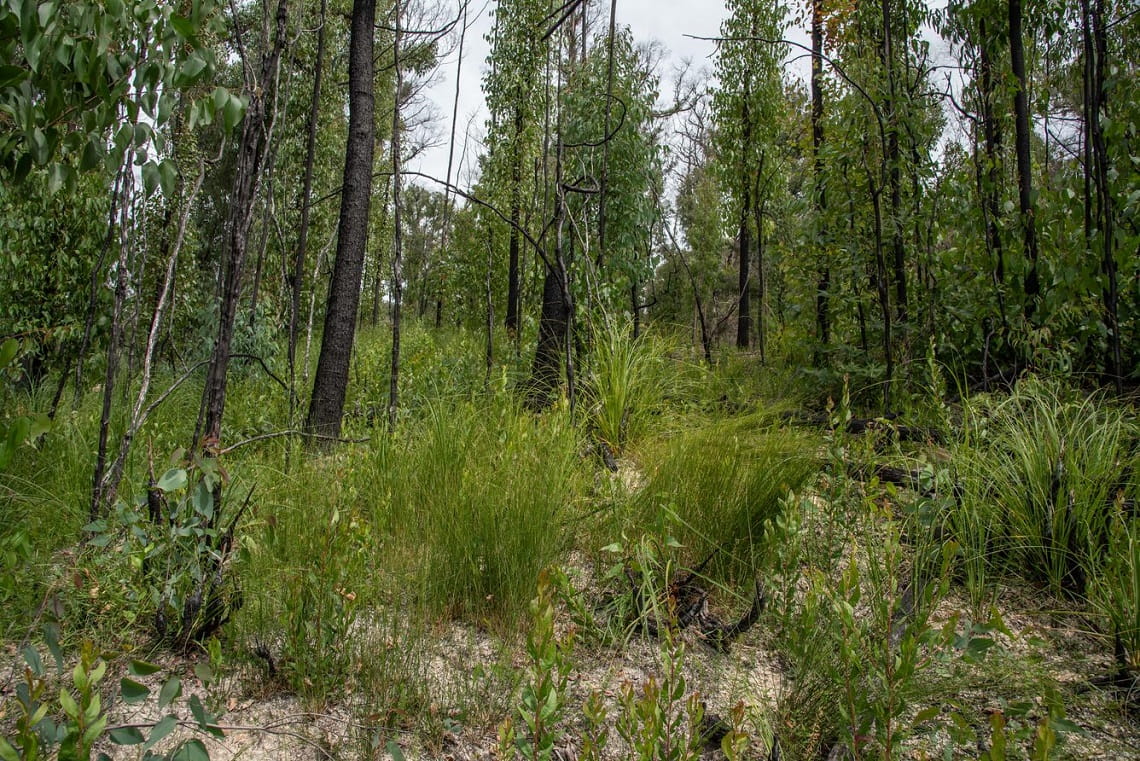 From embers to recovery - Bunyip State Park is bouncing back