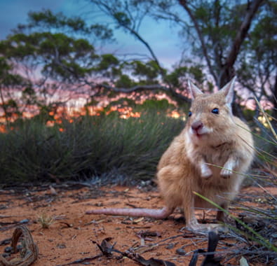 How does a fence protect native plants and animals