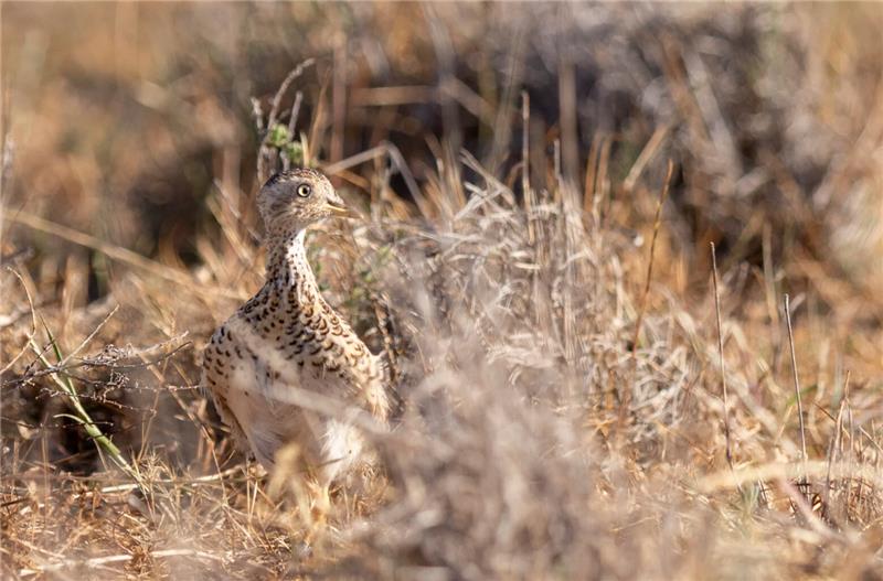 Release into grasslands offers hope for critically endangered Plains ...