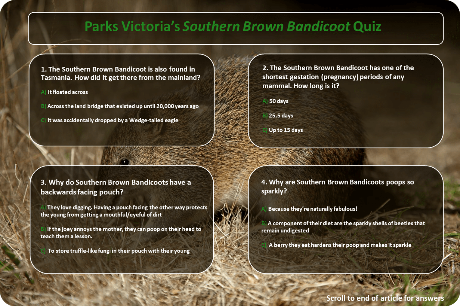 Saving a species on the brink: Protecting the Southern Brown Bandicoot ...