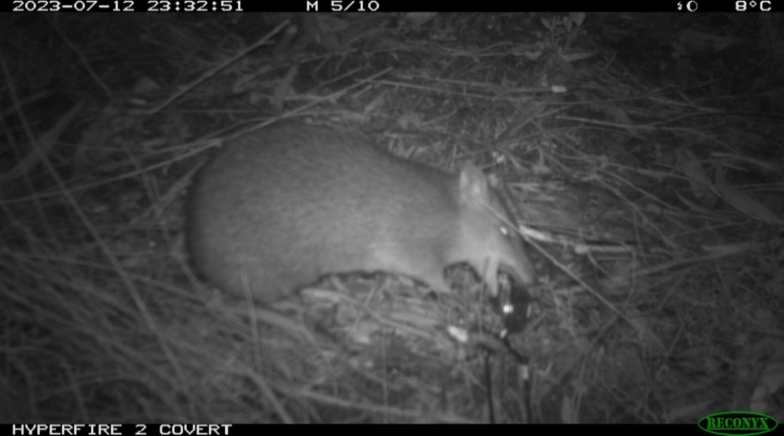 Saving a species on the brink: Protecting the Southern Brown Bandicoot ...