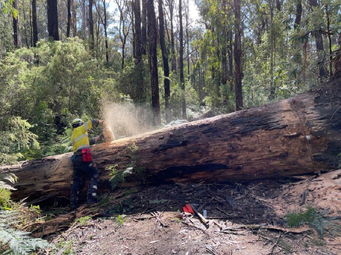 Breathing new life into fallen timber after storms
