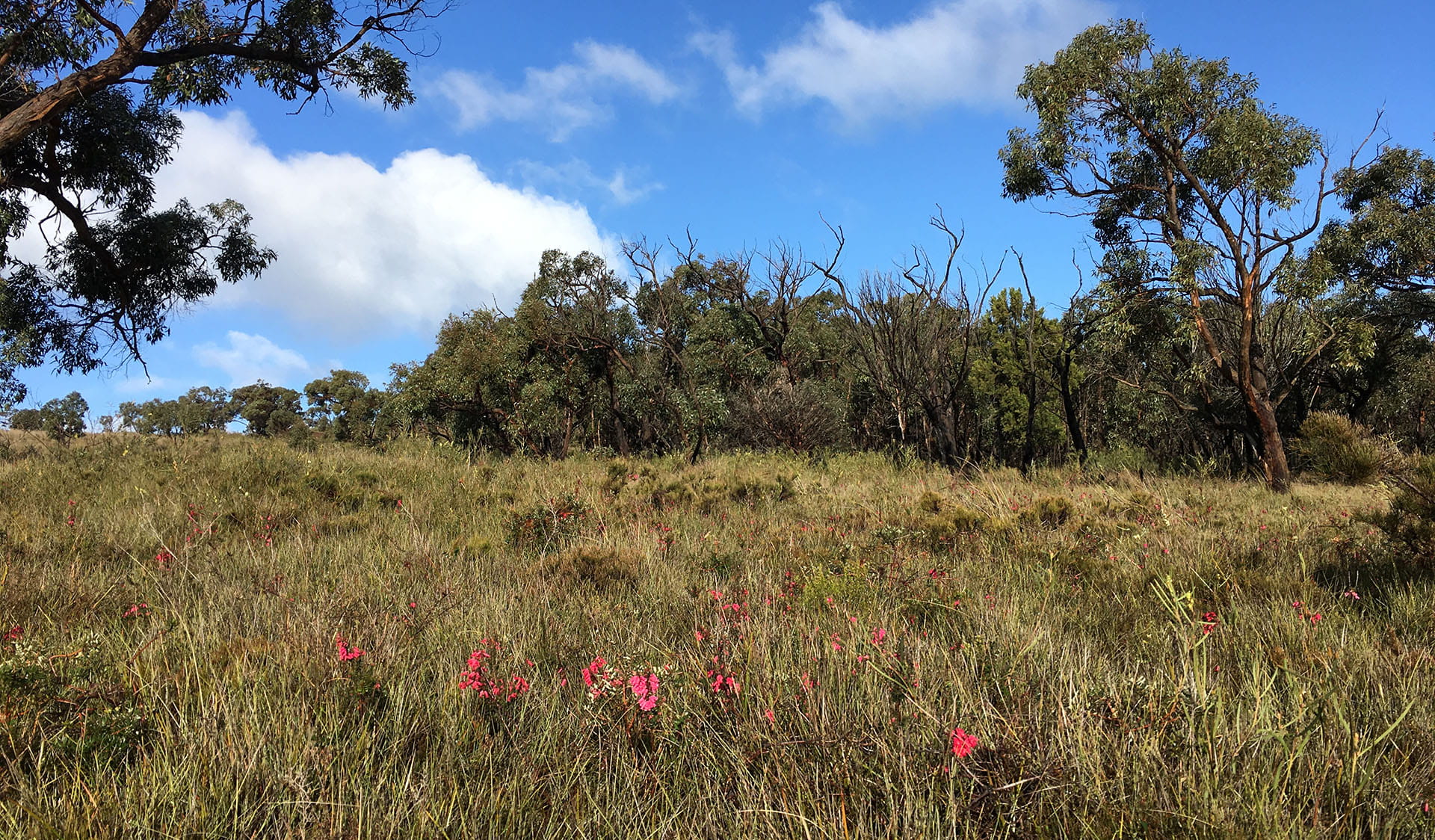 Anglesea Heath