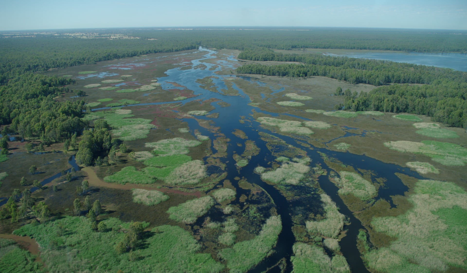 Barmah National Park
