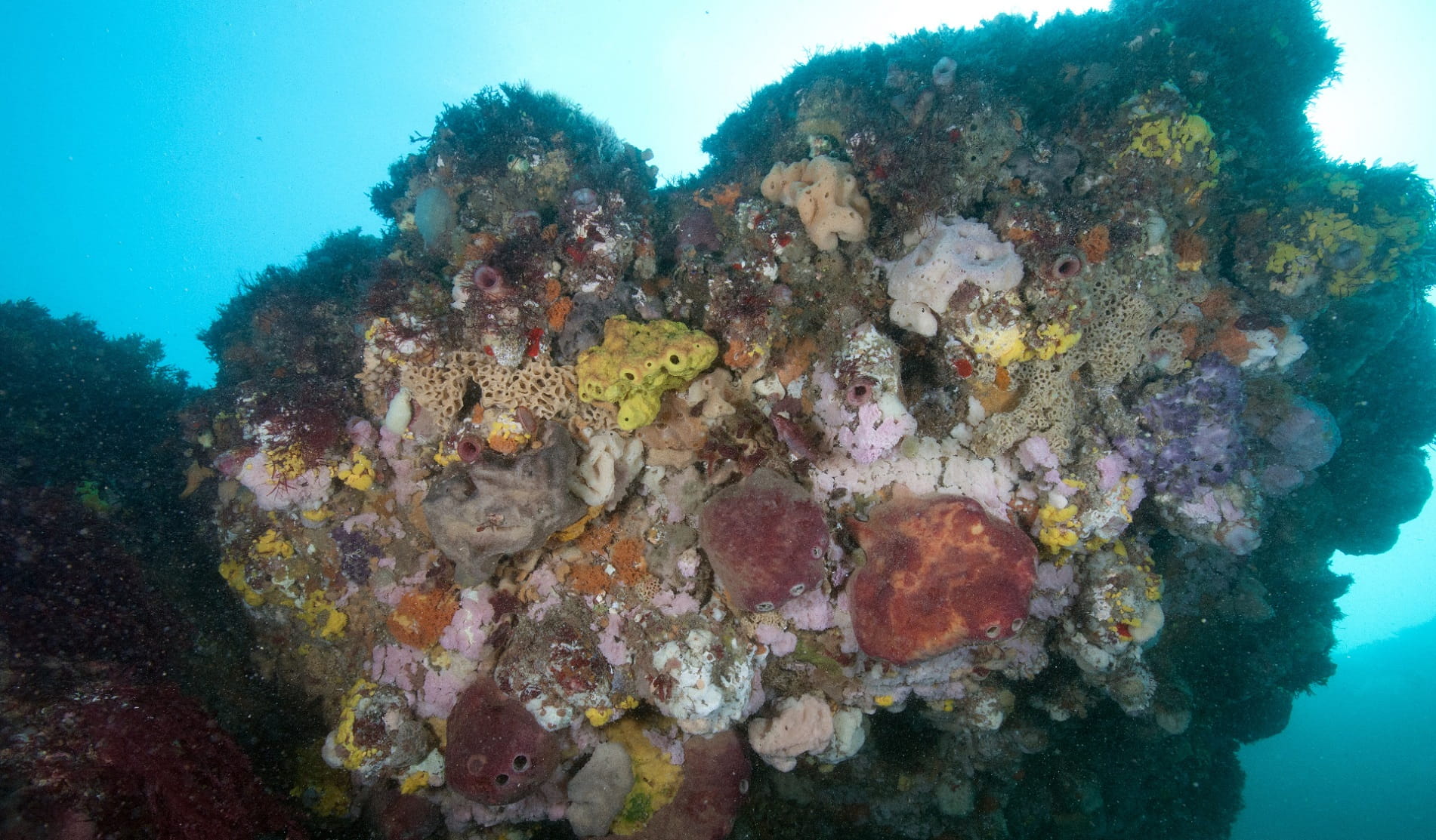 Bunurong Marine National Park