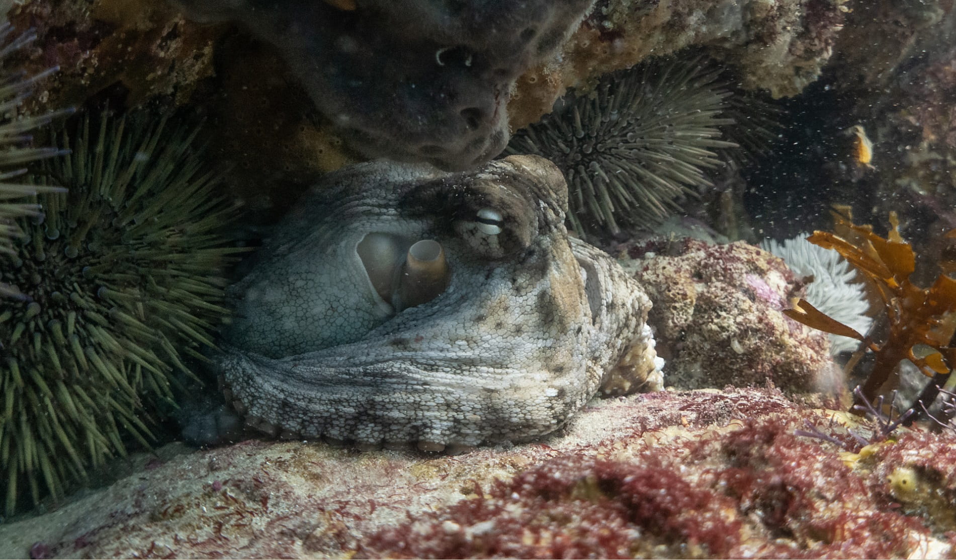Cape Howe Marine National Park