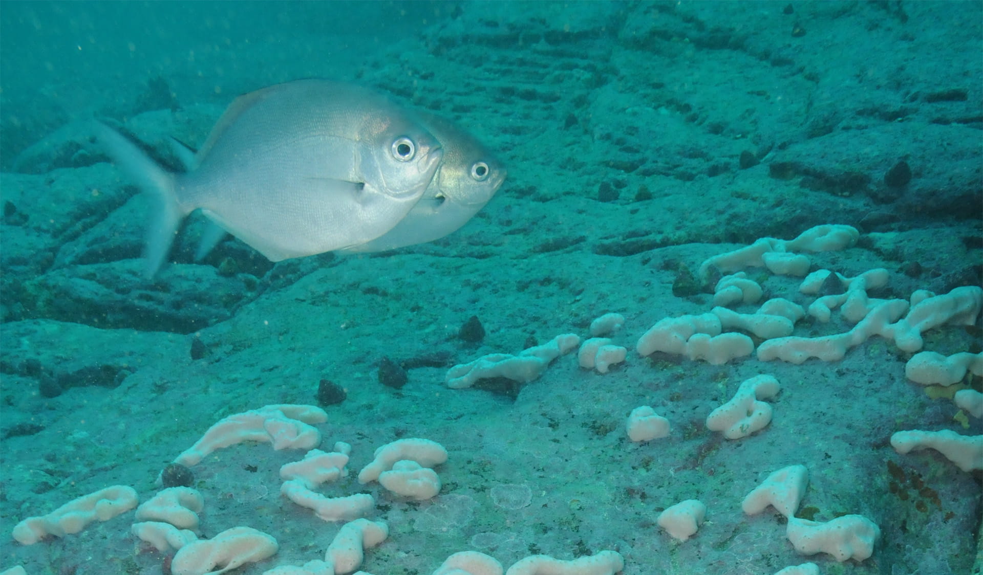 Marine national parks and sanctuaries 20th anniversary