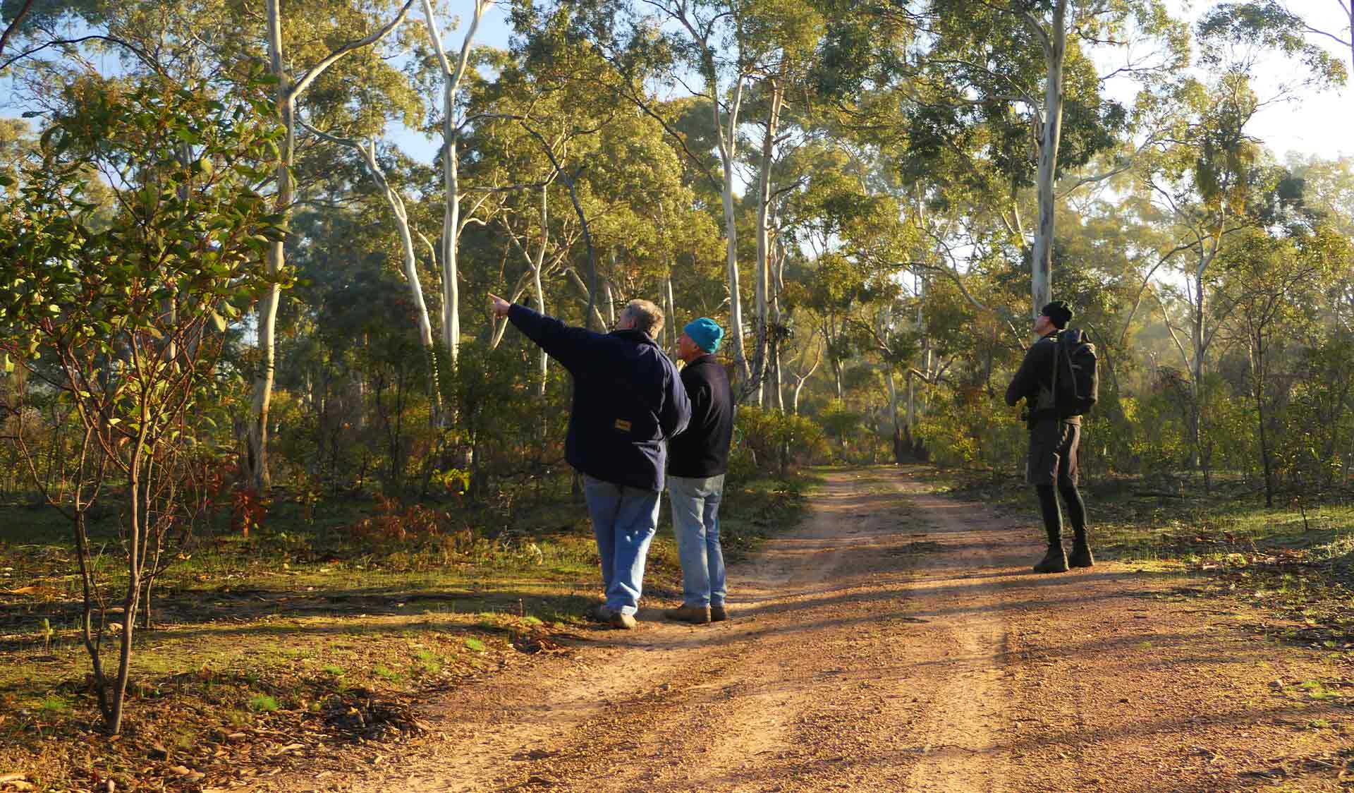 Swift Parrots discovered at Deep Lead Nature Conservation Reserve