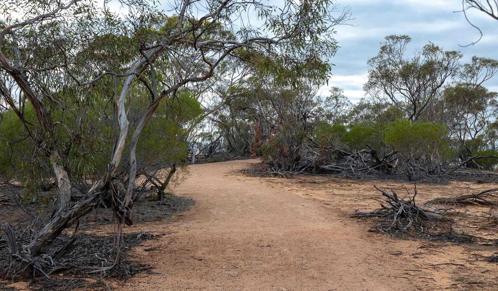 Walking in Hattah-Kulkyne National Park