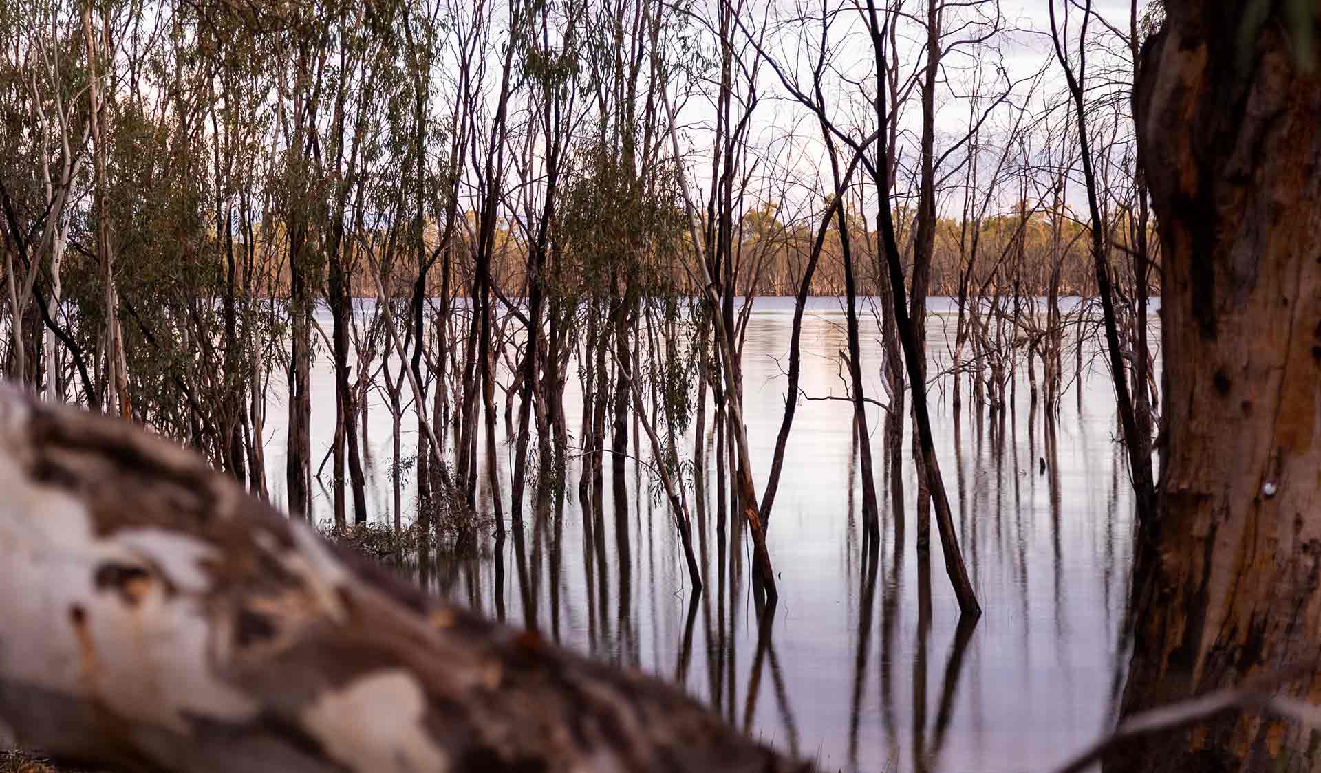 Walking in Hattah-Kulkyne National Park