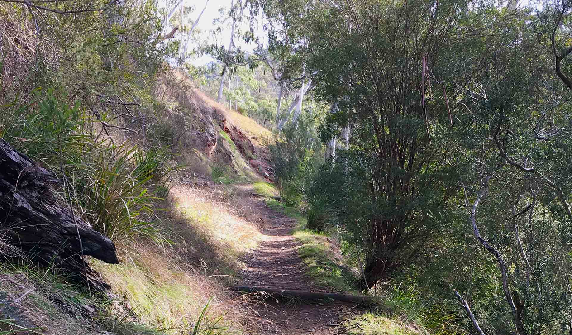 Walking in Howqua Hills