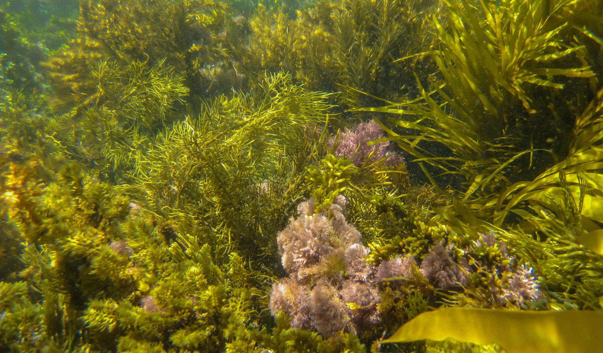 Marengo Reefs Marine Sanctuary