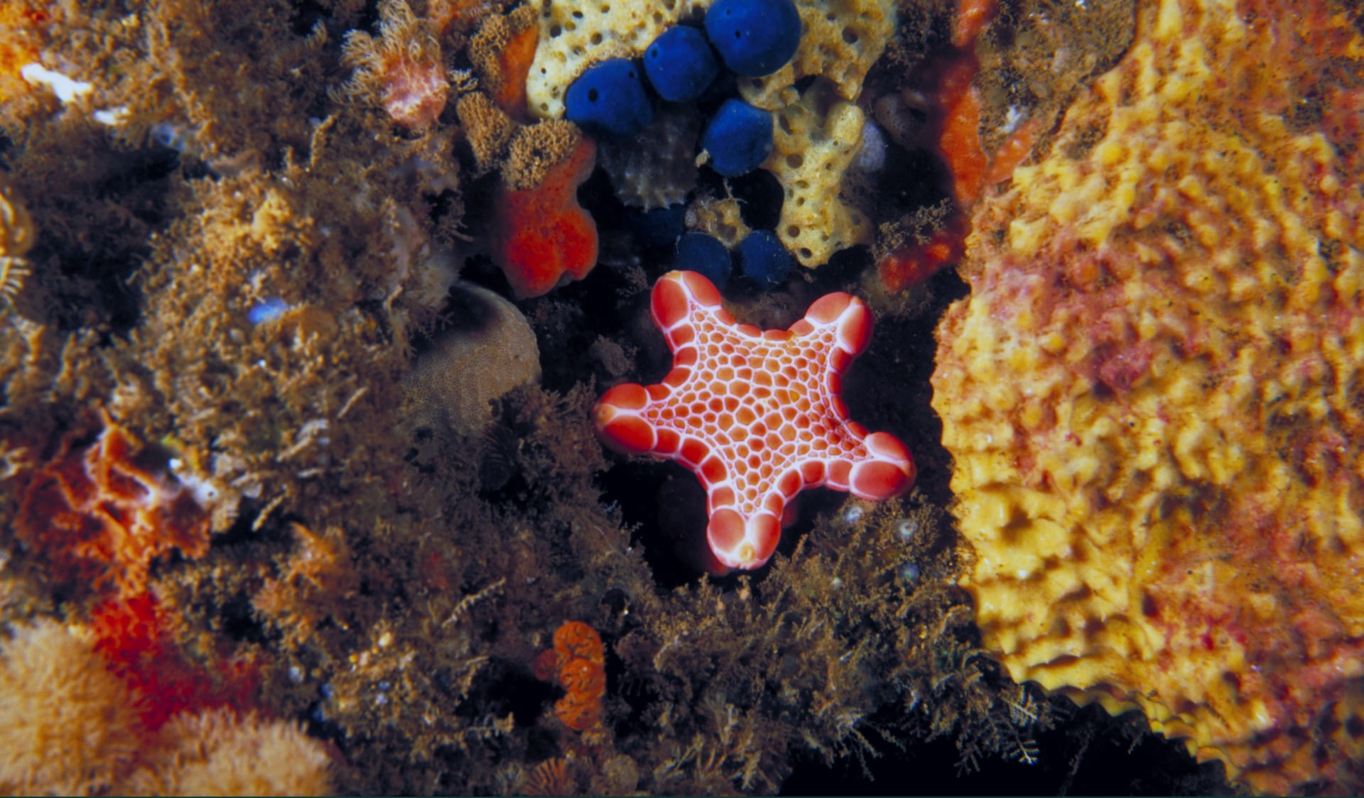 Point Addis Marine National Park
