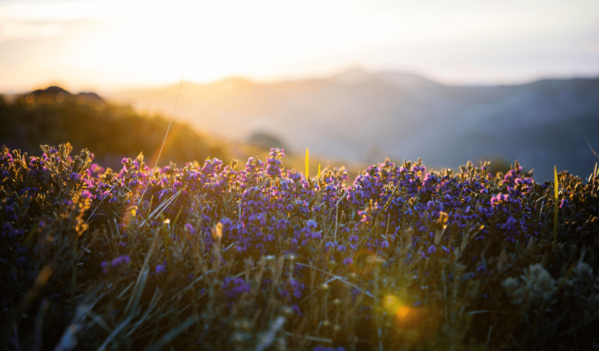 Top 10 things to do in Victoria's parks this spring